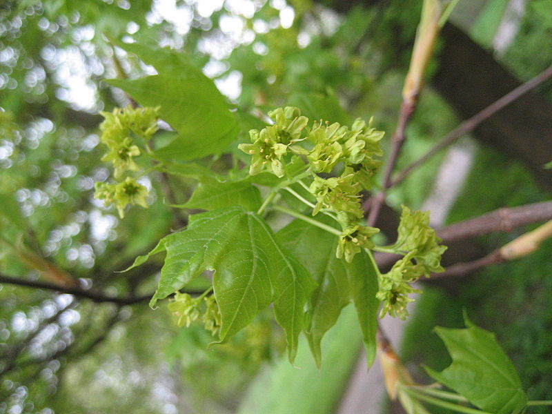 Acer mono - Common Bonsai,Hardwood - Painted Maple