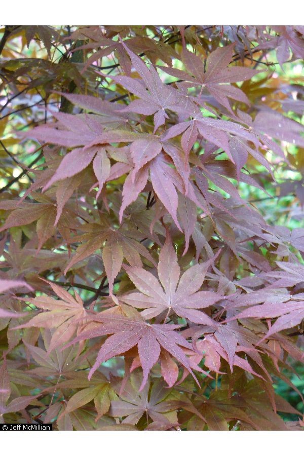 Acer palmatum ssp. matsumurae 'Oshio Beni' dry seed - Bonsai,Hardwood ...