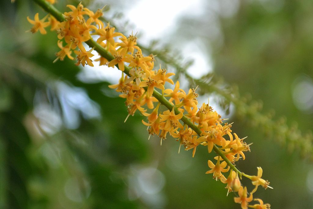 Adenanthera pavonina - Flowering Tree,Ornamental Fruit,Tree,Web page ...