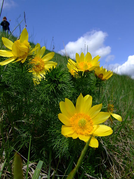 Adonis vernalis - Web page Navigation - Spring Pheasant's Eye