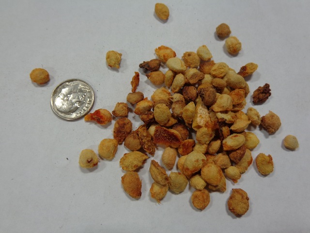 Aegle marmelos - Deciduous,Medicinal Herbs,Tree,Web page Navigation ...