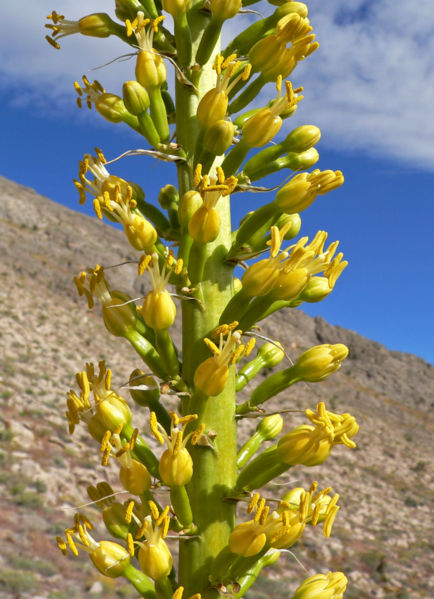 Agave utahensis - Flower,Herbaceous Plants,Perennial,Web page ...