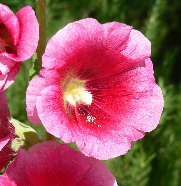 Alcea rosea - Annual,Herbaceous Plants,Medicinal Herbs - Hollyhock
