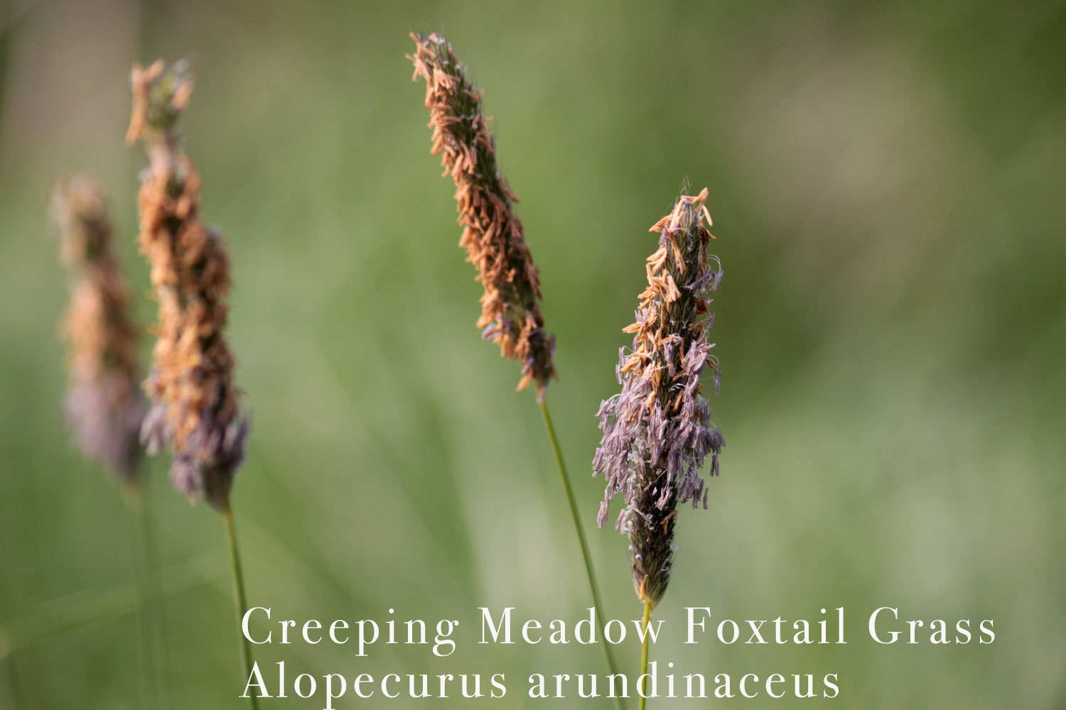 Alopecurus arundinaceus - Grass,Herbaceous Plants,Web page Navigation ...