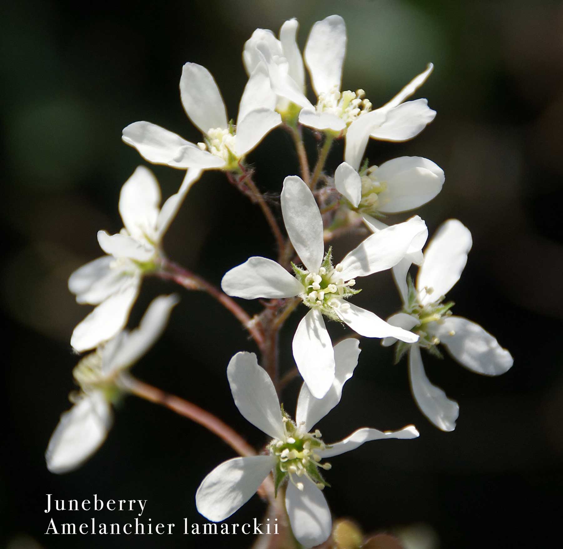 Amelanchier lamarckii - Flowering Tree - Juneberry