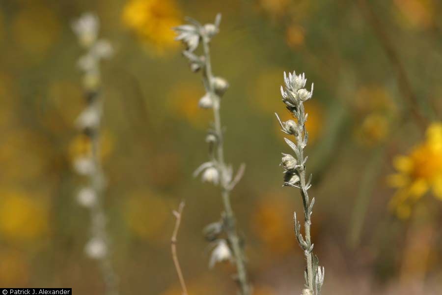 Artemisia frigida - Web page Navigation - Fringed Sage, Prairie Sagewort