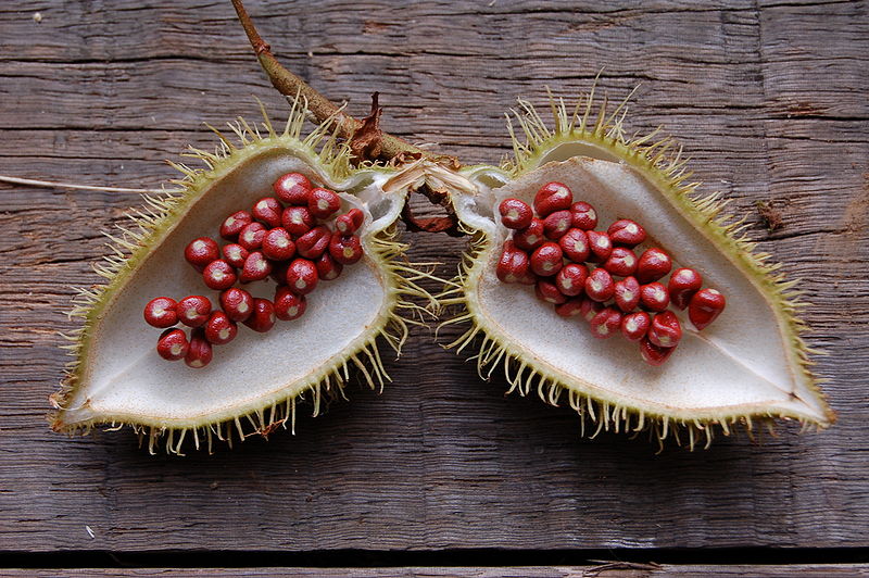 Bixa orellana - Flowering Tree,Medicinal Herbs,Tropical - Achiote ...