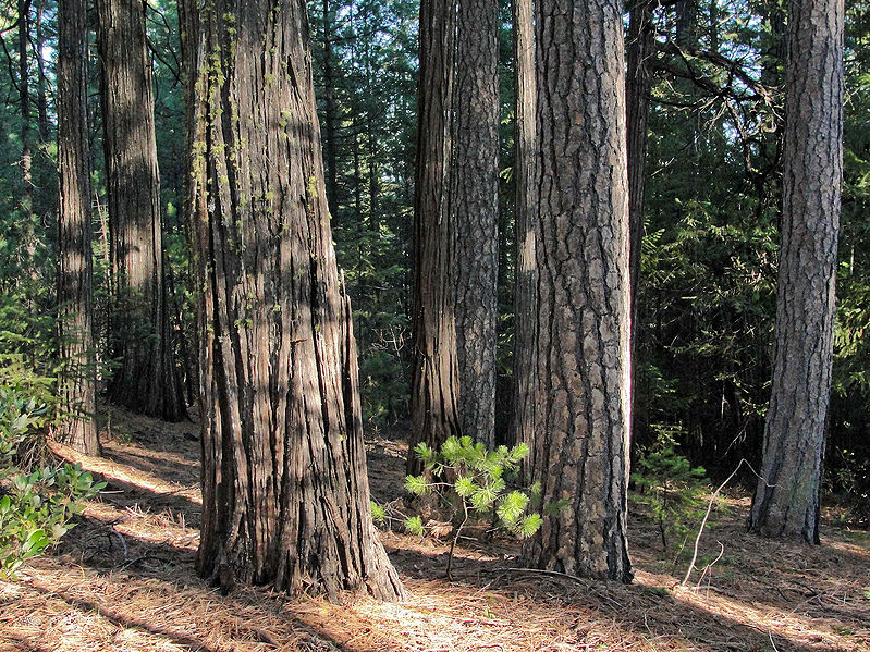 Calocedrus decurrens - Conifer - California Incense Cedar, Incense Cedar