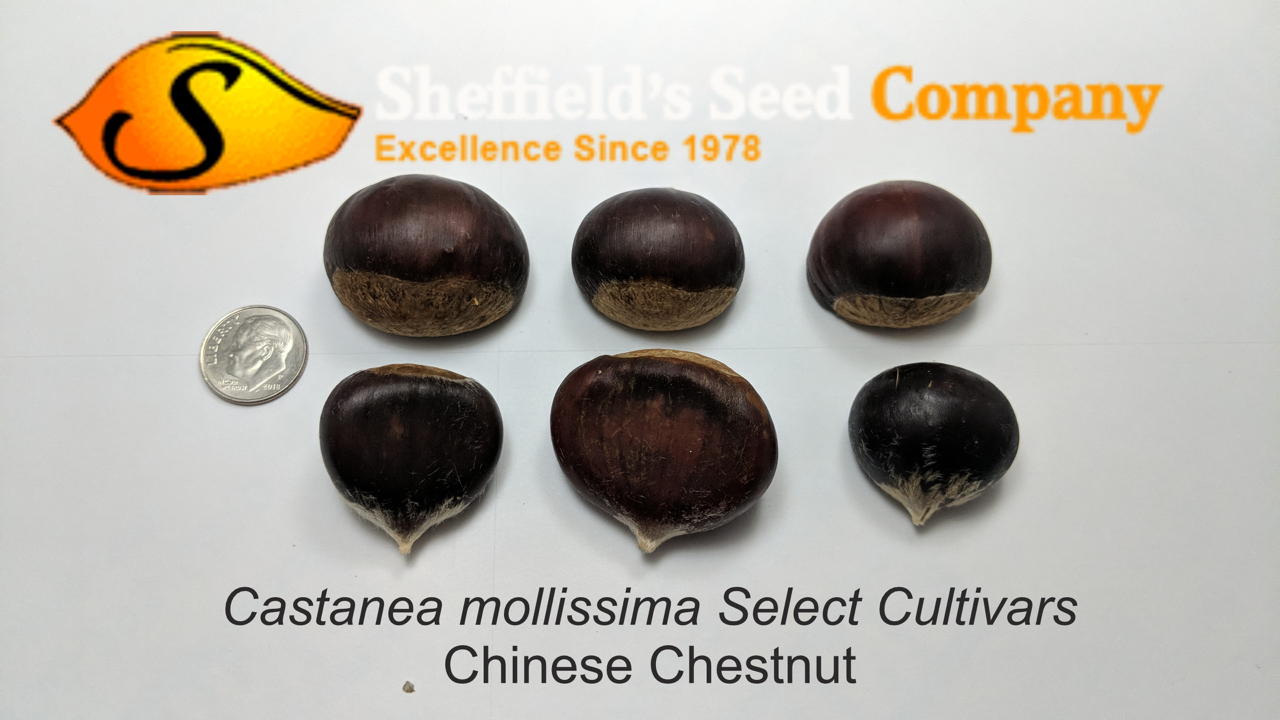 Castanea mollissima Liu - Web page Navigation - Chinese chestnut 'Liu'