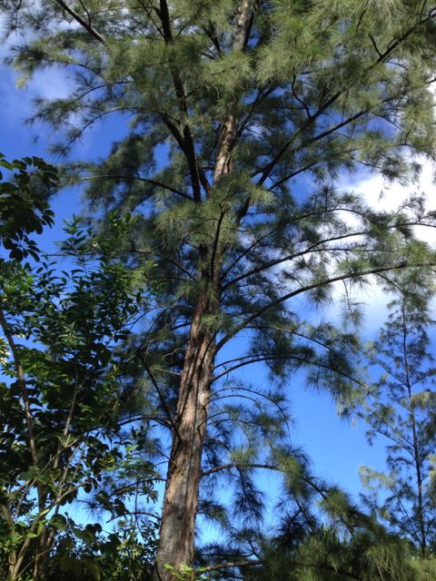 Casuarina equisetifolia - Bonsai,Evergreen Leaves,Tropical - Australian ...