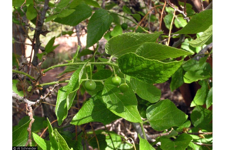 Celtis laevigata var. reticulata - Common Bonsai,Shade Tree - Netleaf ...