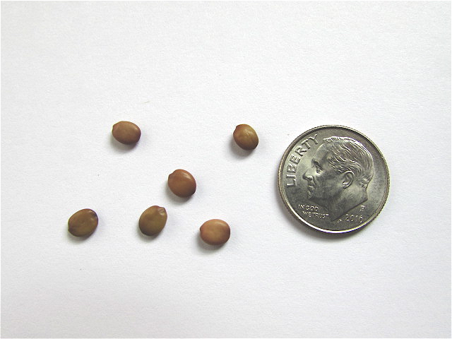 Cercis canadensis var. Alba - Flowering Tree - White Eastern Redbud ...