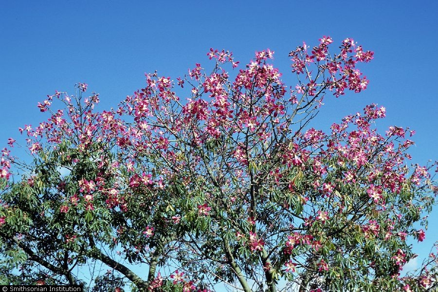 Chorisia speciosa - Flowering Tree,Tree,Web page Navigation - Silk ...