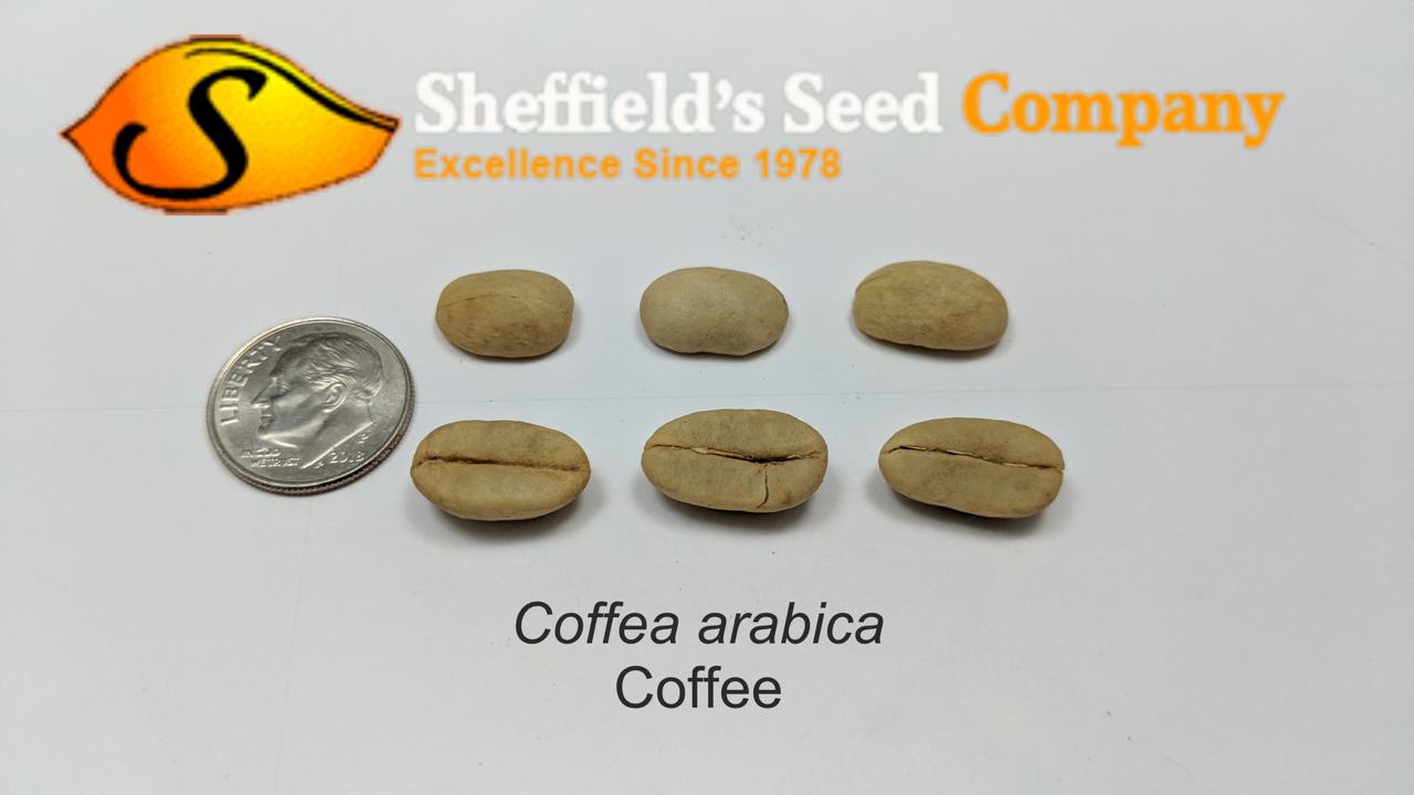 Coffea arabica - Fruit & Vegetable,Fruits,Shrub - Arabian Coffee ...