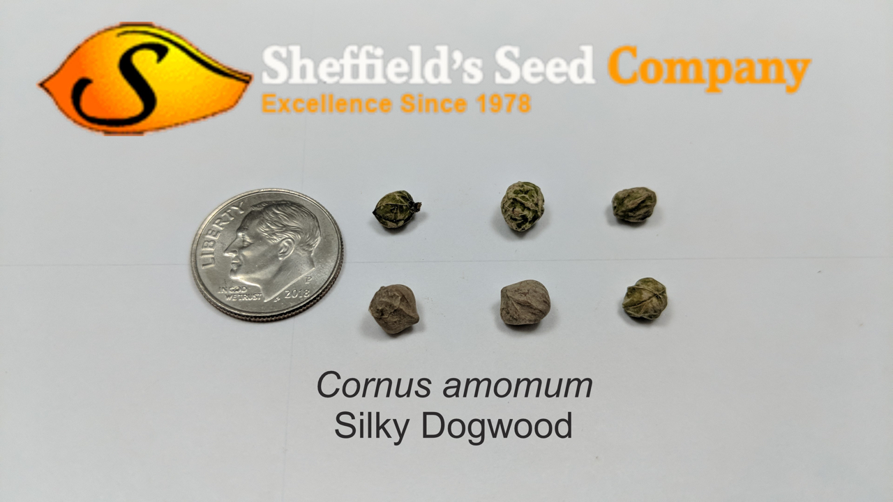 Cornus amomum - Medicinal Herbs,Shrub - Silky Dogwood