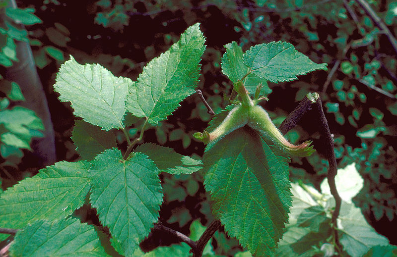 Corylus cornuta - Shrub - Beaked Filbert, Beaked Hazelnut