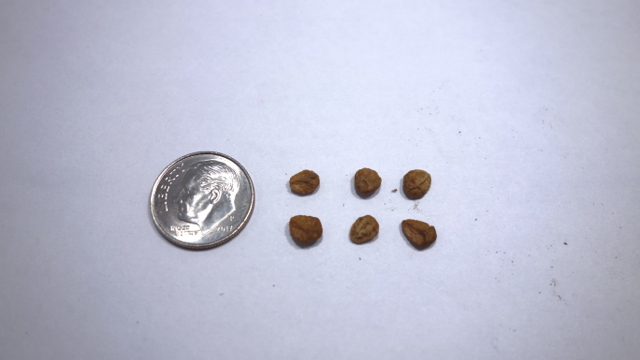 Cotoneaster acutifolius - Shrub - Peking Cotoneaster