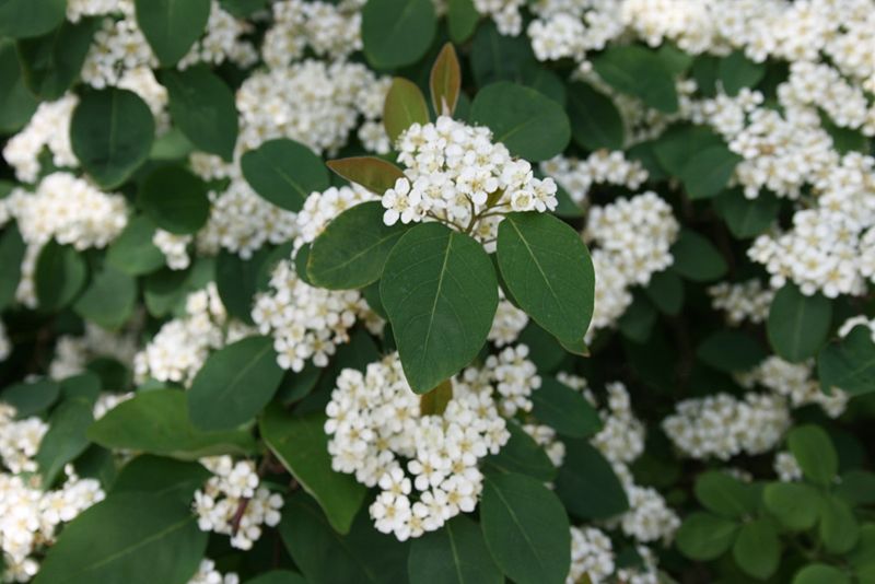 Sheffield's Seed Company