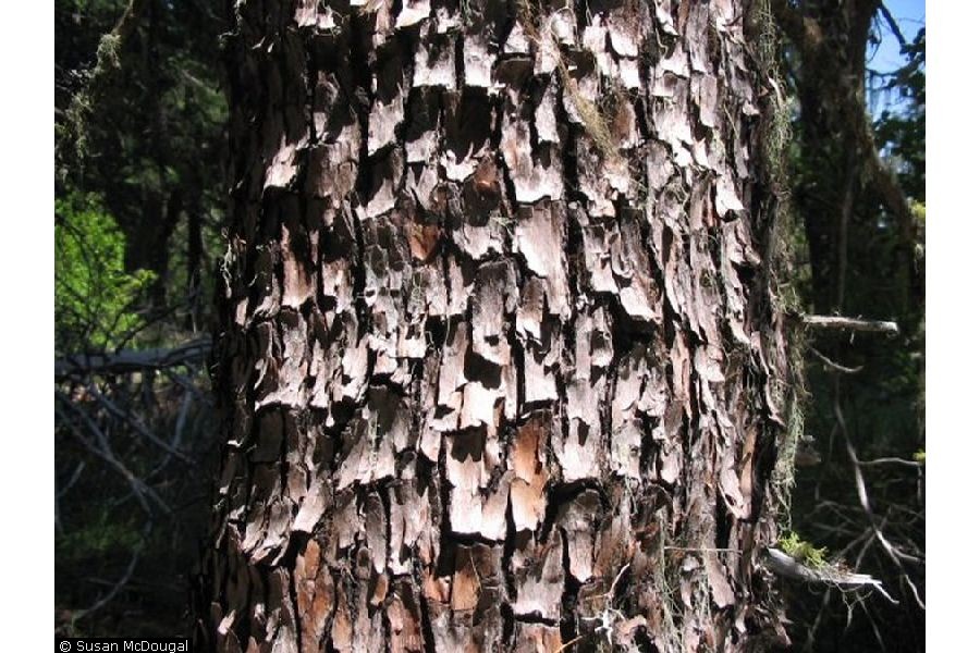 Hesperocyparis bakeri - Common Bonsai,Conifer - Baker's Cypress, Modoc ...