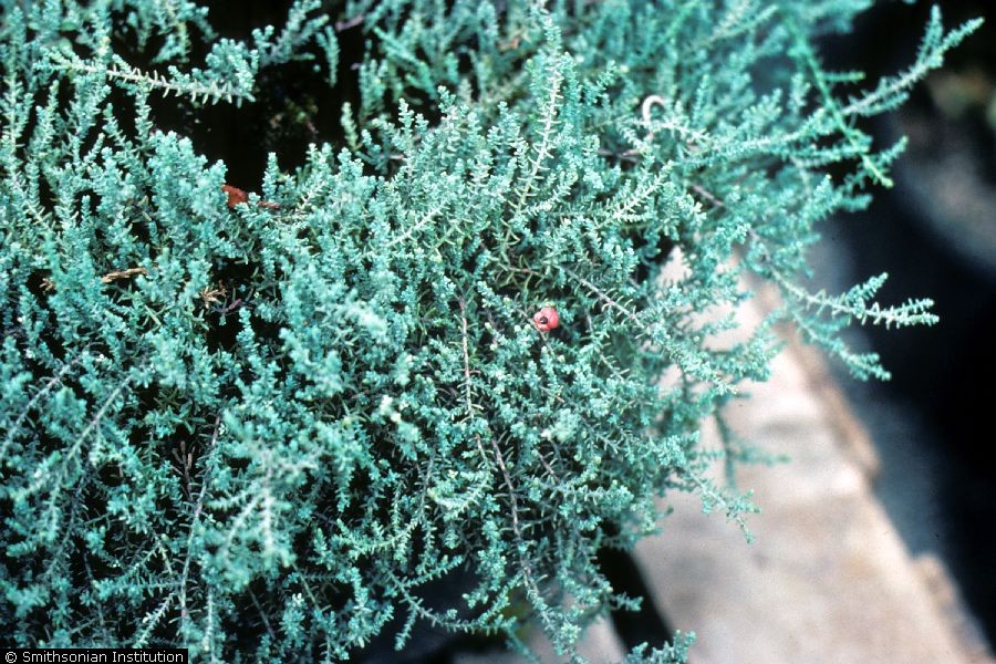 Sheffield's Seed Company