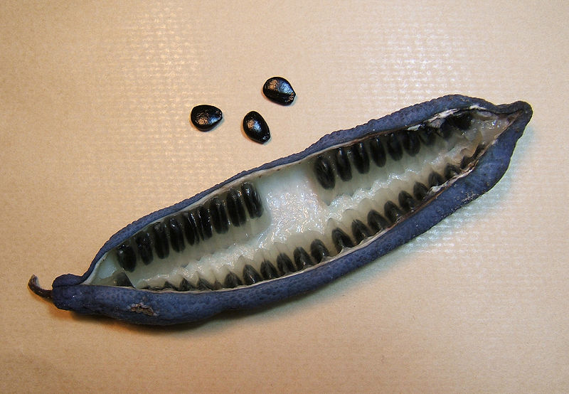 Decaisnea fargesii - Shrub - Blue Sausage Fruit, Blue-bean, Dead Man's ...
