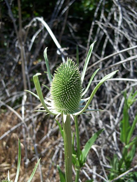 Sheffield's Seed Company