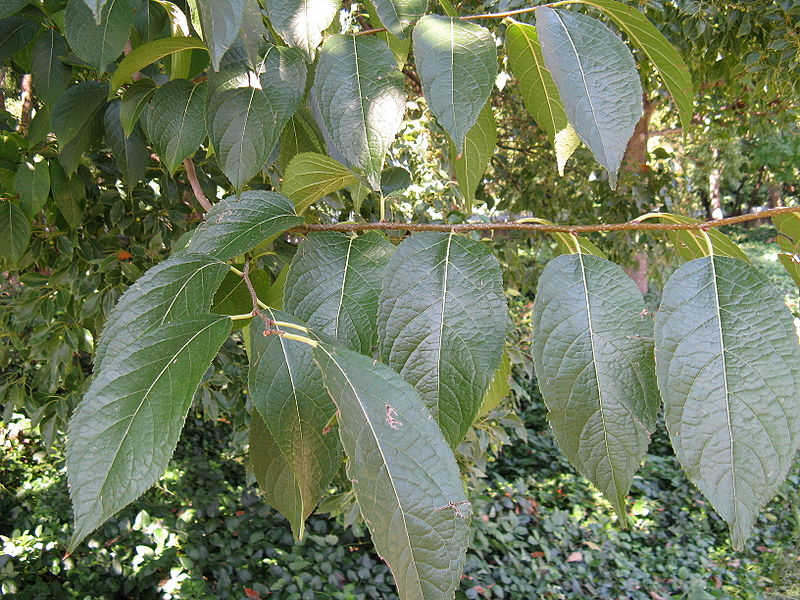 Eucommia ulmoides - Deciduous,Medicinal Herbs,Shade Tree - Du Zhong ...