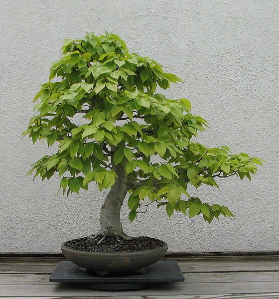 Fagus grandifolia - Common Bonsai,Hardwood - American Beech