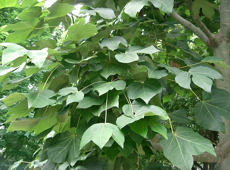 Firmiana simplex - Medicinal Herbs,Shade Tree - Chinese Parasol Tree ...