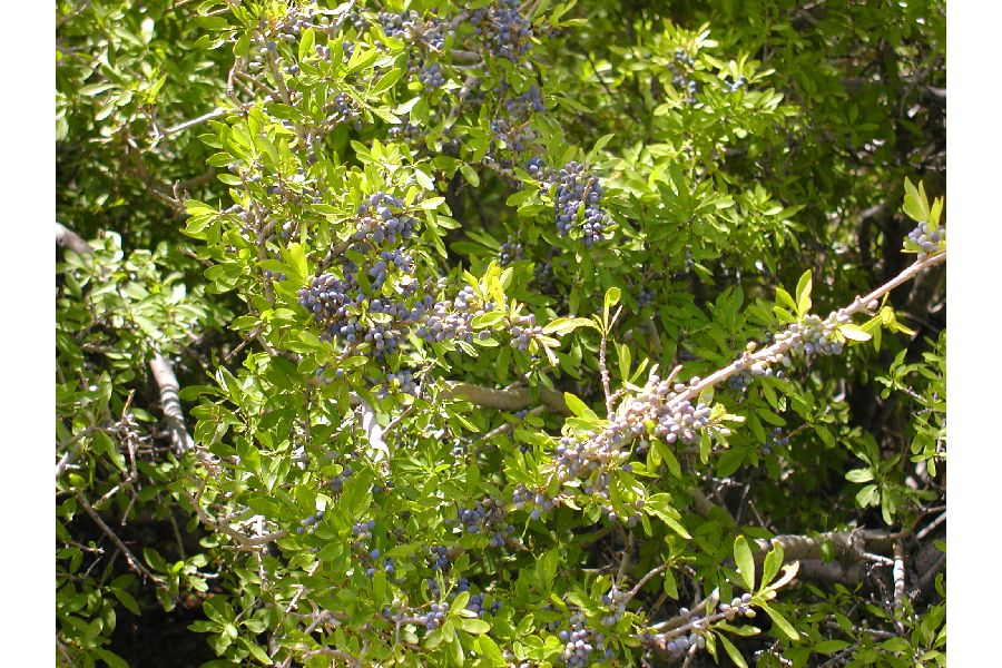Forestiera neomexicana - Shrub - Desert Olive, New Mexican Privet, Wild ...