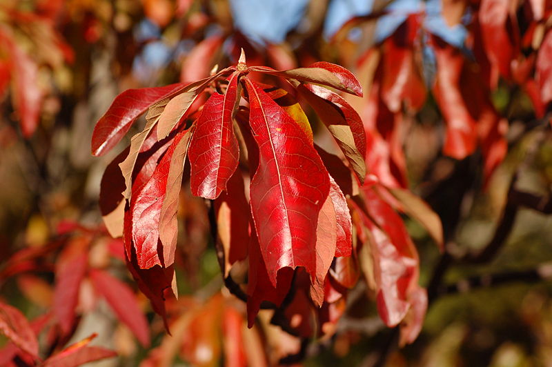 Franklinia alatamaha - Flowering Tree - Franklin Tree, Franklinia