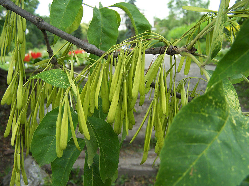 Fraxinus pennsylvanica var. Austinii - Hardwood - Green Ash, Northern ...