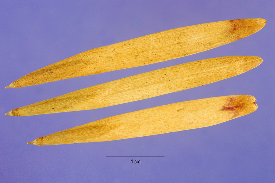 Fraxinus uhdei - Hardwood,Tree,Web page Navigation - Evergreen Ash ...