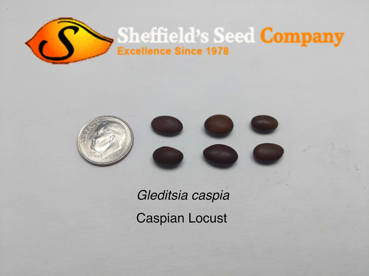 Gleditsia caspia - Deciduous - Caspian Locust, Persian Honey Locust