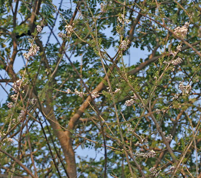 Sheffield's Seed Company
