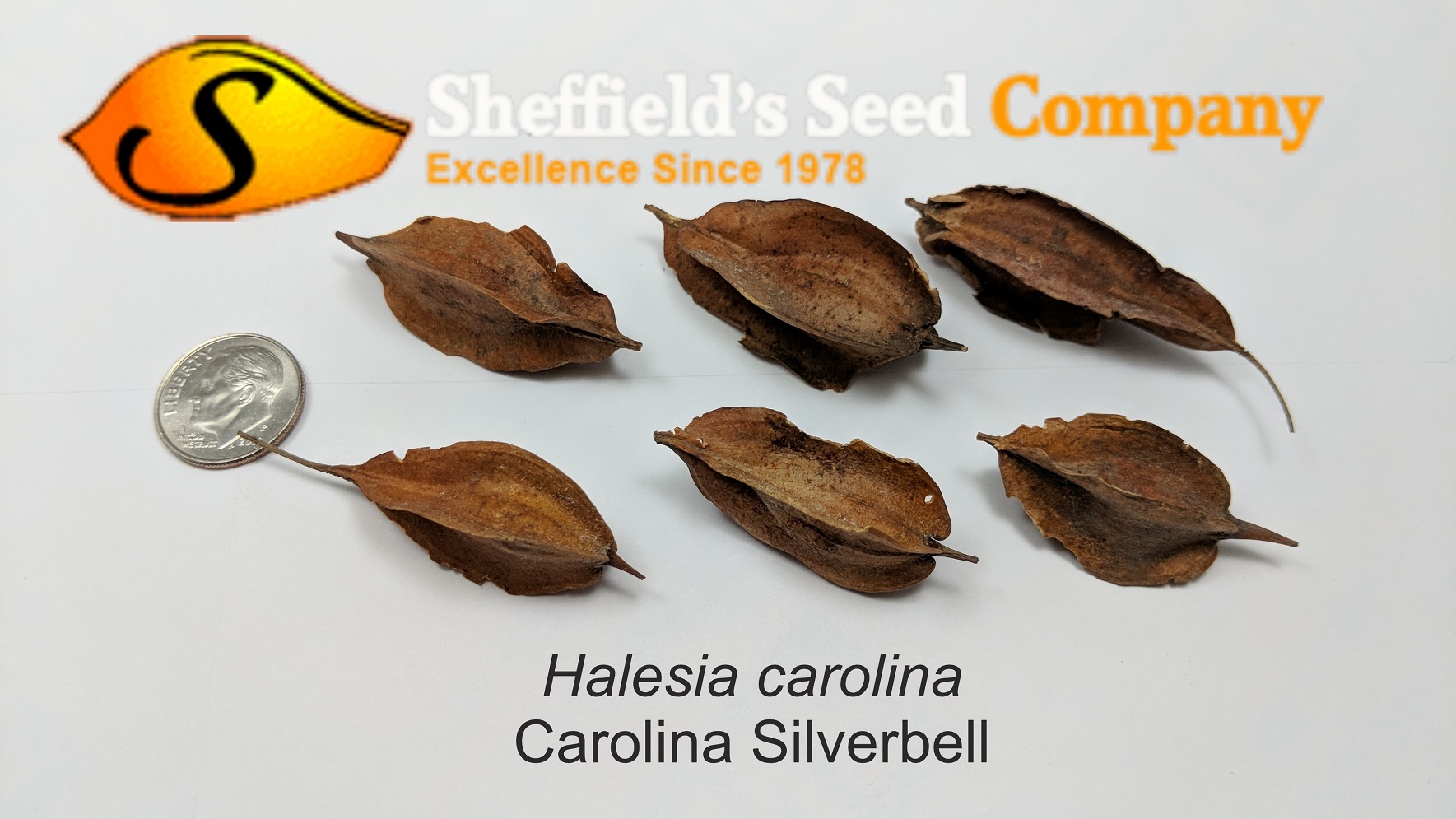 Halesia carolina - Deciduous,Flowering Tree - Carolina Silverbell