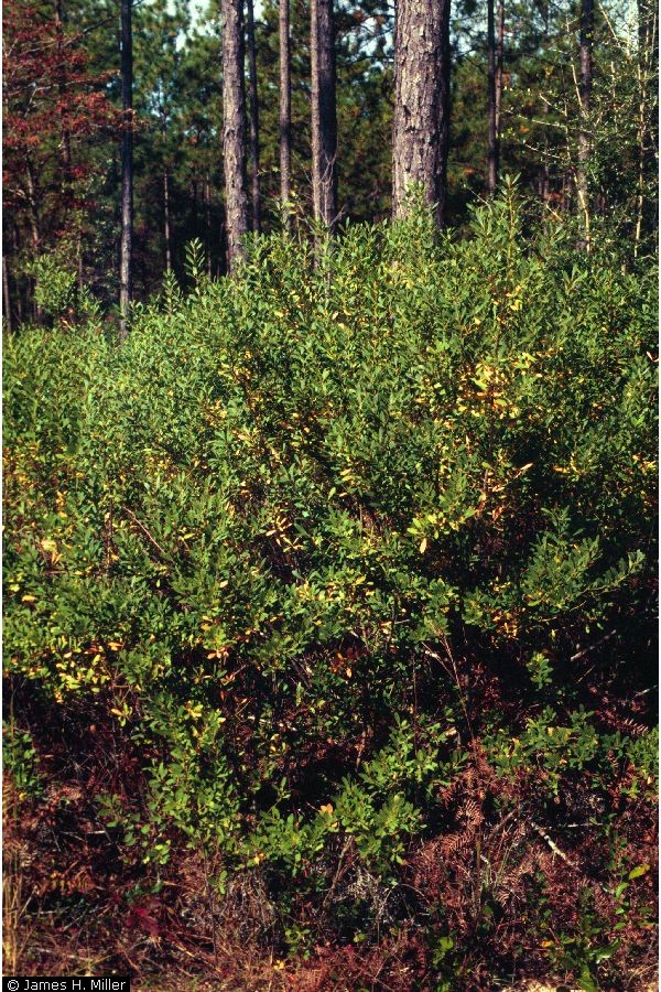 Ilex glabra - Shrub - Appalachian Tea, Dye-leaves, Evergreen ...