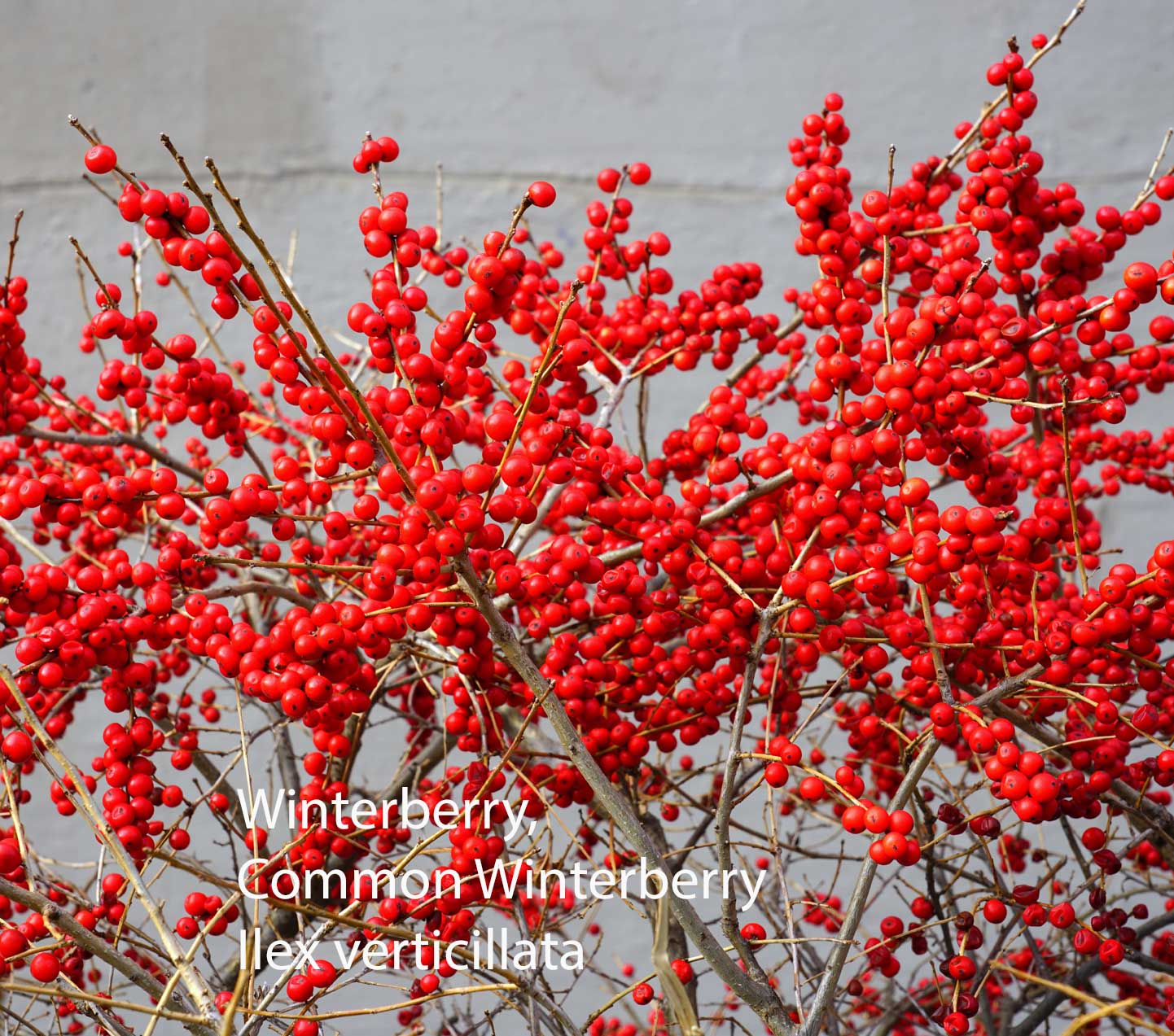 Ilex verticillata - Shrub - Common Winterberry, Winterberry