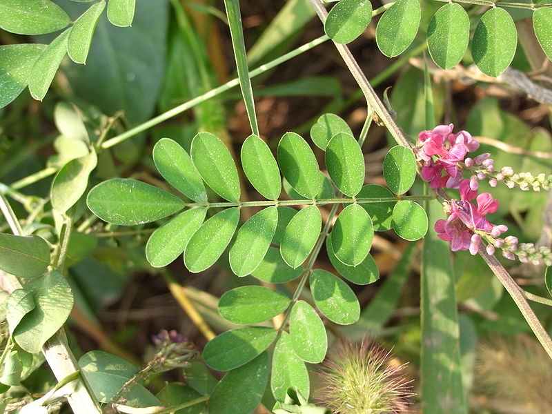 Indigofera pseudotinctoria - Shrub - Indigo, Indigo Bush