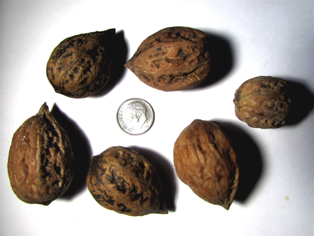 Juglans ailantifolia - Edible Fruit/Nuts,Fruits - Japanese Walnut