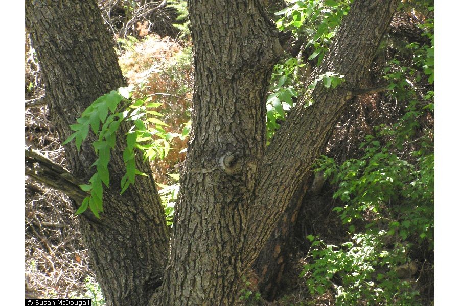 Juglans major - Edible Fruit/Nuts,Fruits - Arizona Walnut