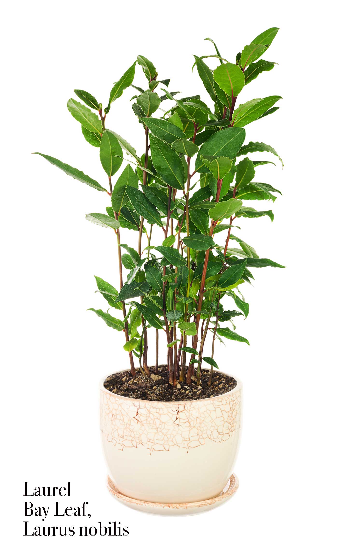 Sheffield's Seed Company