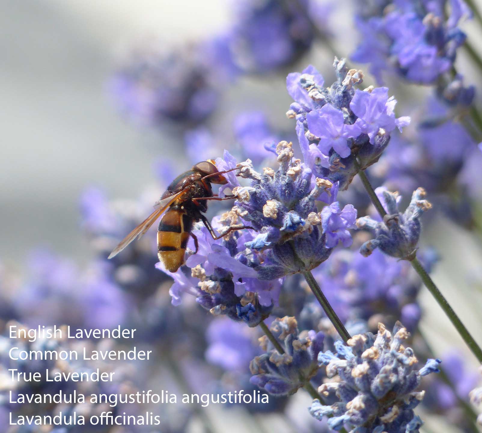 Lavandula angustifolia subsp. angustifolia - Perennial - Common ...