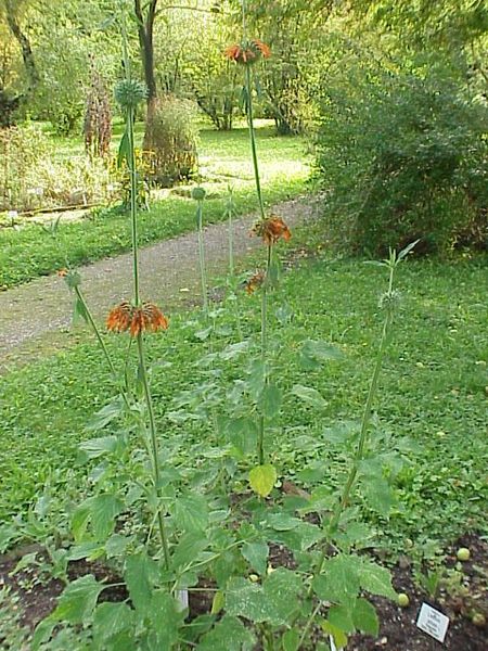 Leonotis nepetifolia - Annual,Flower,Herbaceous Plants,Medicinal Herbs ...