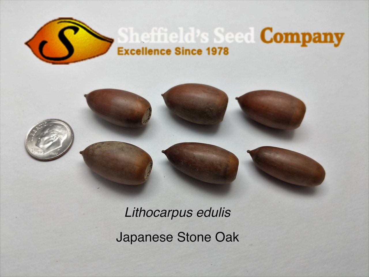 Lithocarpus edulis - Evergreen Leaves - Japanese Stone Oak