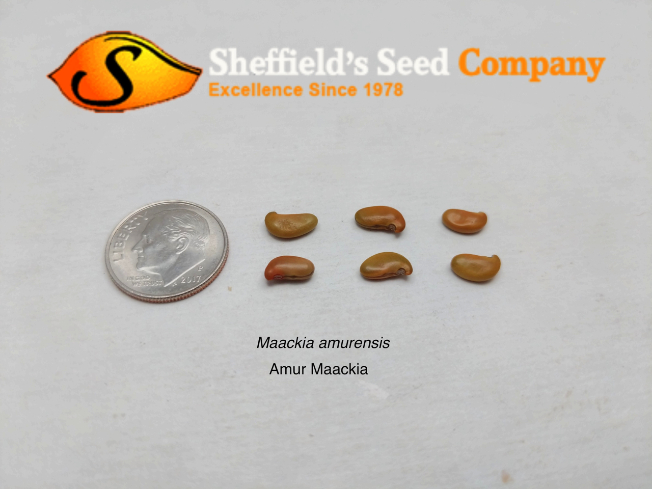 Maackia amurensis - Deciduous,Flowering Tree - Amur Maackia, Chinese ...