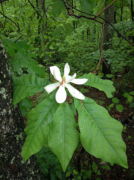 Magnolia macrophylla - Flowering Tree,Medicinal Herbs - Bigleaf Magnolia