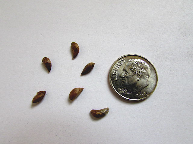 Sheffield's Seed Company