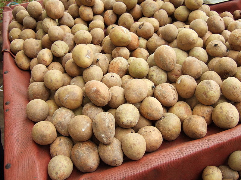 Manilkara zapota - Web page Navigation - Sapodilla