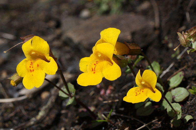 Mimulus guttatus - Flower,Perennial,Web page Navigation,Wildflowers ...